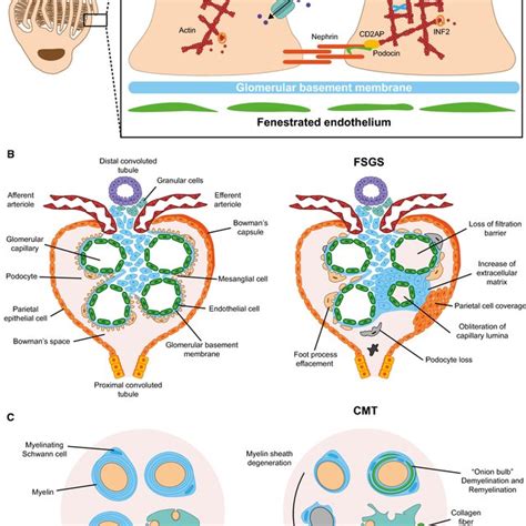 Domains Regulation And Function Of The Diaphanous Related Formin Inf2