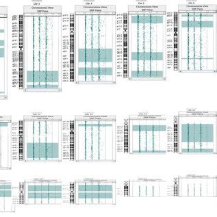 A Combined CGH And SNP Array On A Year Old Girl Who Was Initially Download Scientific Diagram