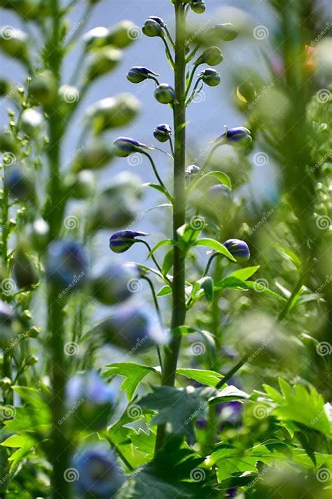 Close Up Of Delphinium Plant In A Garden With Blue Flowers Foxglove