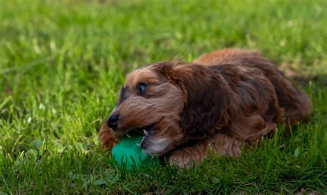 How Big Do Cockapoos Get Growth Chart By Age And Important Milestones