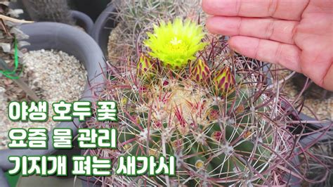 선인장 호두ferocactus 꽃과 강자류의 새가시 여름철 물 주기 어떻게 할까 Youtube