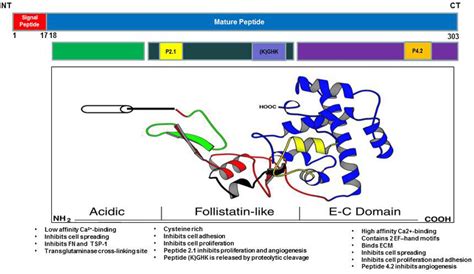 Schematic Illustration Of Sparc Molecule Showing The Functional Domains