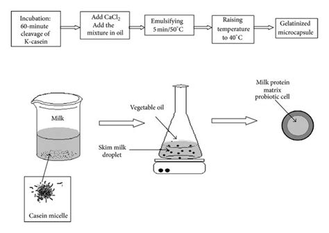 Schematic Presentation Of The Microencapsulation Of Probiotic Cells By Download Scientific
