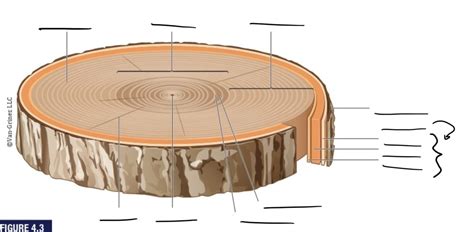 Bio Lab Quiz Diagram Tree Diagram Quizlet