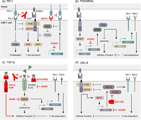Improving Car T Immunotherapy Overcoming The Challenges Of T Cell Exhaustion Ebiomedicine
