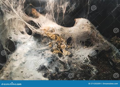 A Cave Where Spiders Live Spider Web Is The Best Trap For Catching