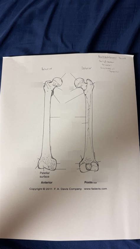 Femur Label Diagram Quizlet