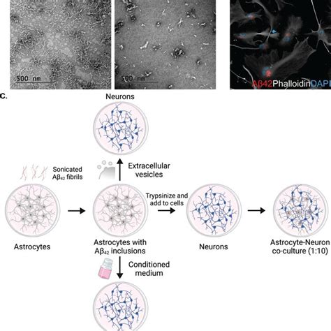 Human Astrocytes Ingest And Accumulate Sonicated Aβ F A Representative Download Scientific