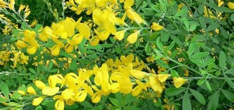 Lydian Broom Genista Lydia Growing Guides