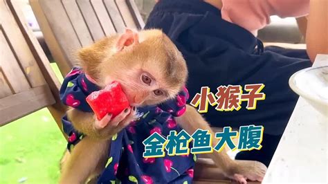 小猴子来海滩度假，喝着冰沙，吃着金枪鱼大腹，真幸福！ Youtube