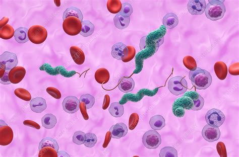 Campylobacter Jejuni Infection Illustration Stock Image F038 9881 Science Photo Library