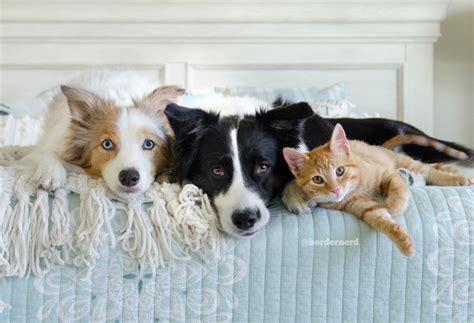 The Right Decisions Bordernerd