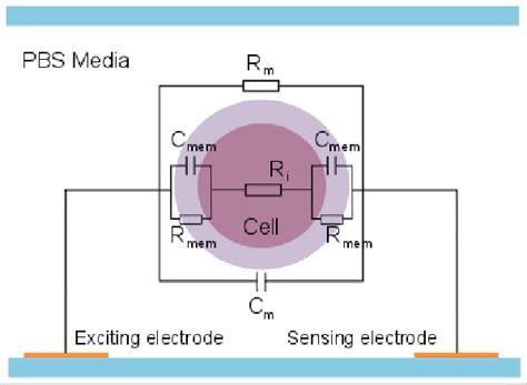 Schematic Drawing Of The Equivalent Circuit Model Download High