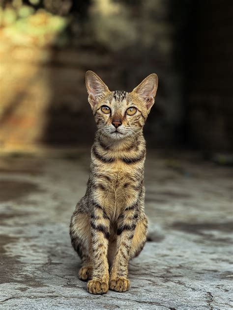 Best 12 Cat Companion Thrive In Face Of Major Challenges Artofit