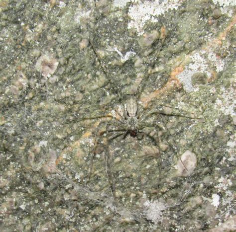 Spiders Of North Carolina