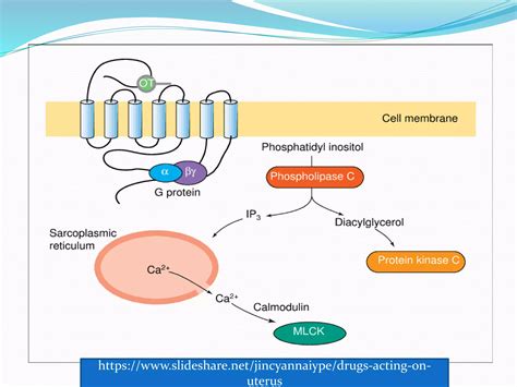 Posterior Pituitary Hormone Oxytocin Ppt