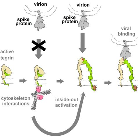 Diagram Of The Hypothesized Activation Of Integrin Through Interactions