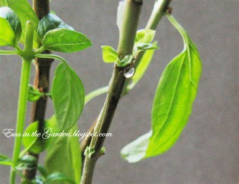 Ewa In The Garden Trimming Basil Crying Basil