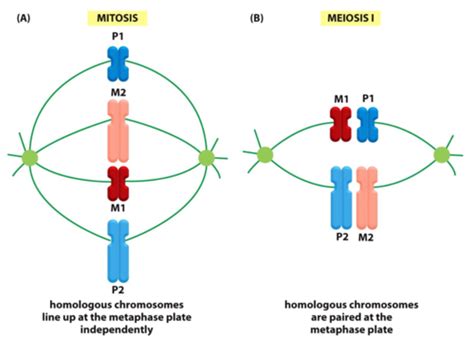 Cell And Molec Ch 19 Sexual Reproduction And Sex Determination