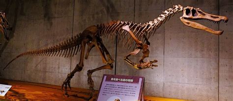10 Interesting Baryonyx Facts Jellyquest