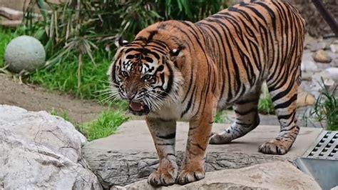 Roar Cj The Sumatran Tiger Vs Boomer Ball