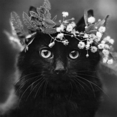 Suicidal Hotlines Wiki Gacha Life ♥ Amino