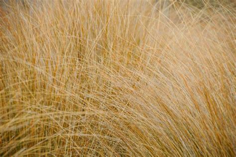 Close Up Dried Grasses In Forest Nature Abstract Background Stock