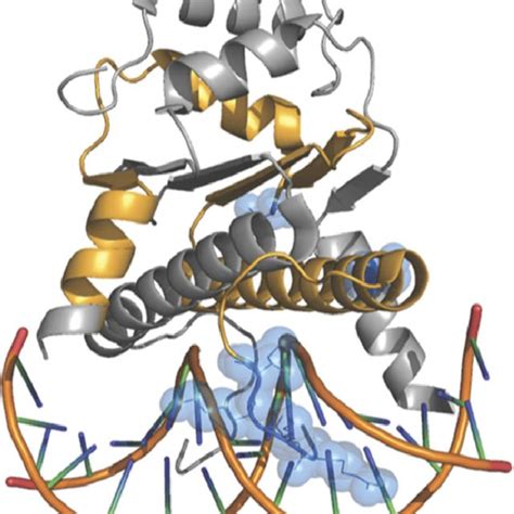 Pdb Structures Of The C Terminal Wd40 Domain In The F Box Protein