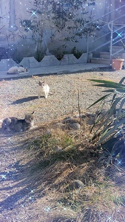 მოსაუბრე საყვარელი კატები Cat милый коты Musiclove Youtube