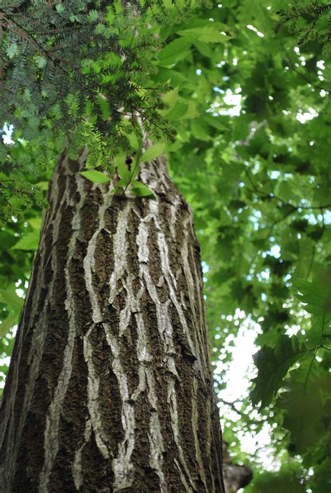 American Chestnut Bark