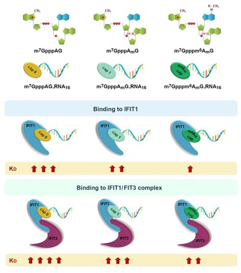 M6am Cap A Stronger Self Rna Signature Than Cap1 Rna Society Journal Posted On The Topic