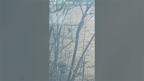 열매를 먹는 쇠박새 Youtube