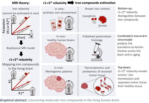 Use Of Quantitative Mri To Diagnose And Or Monitor Neurodegenerative Diseases And Brain Tumors