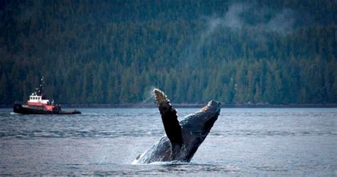 ‘critical Tool New Whale Detection Technology Being Used In B C Waters Globalnews Ca