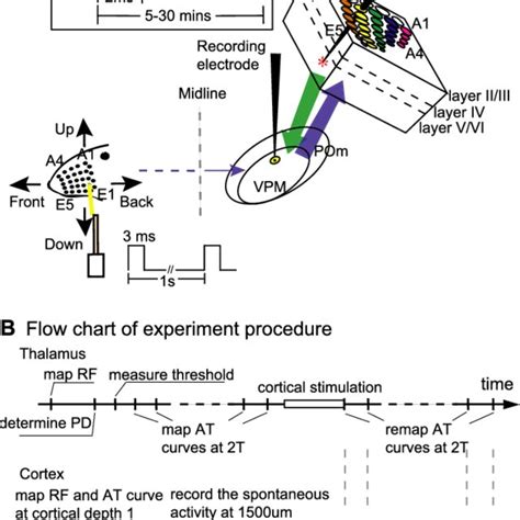 Experiment Design A Schematic Diagram Showing How Directional