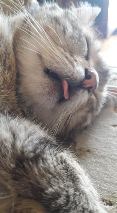 Blep Rblep