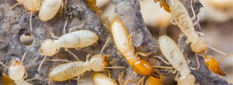 Signs Of A Termite Infestation Symptoms You Might Have Termites