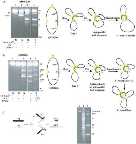 Crossings Of R With E And L On Nicked And Supercoiled Substrates A And