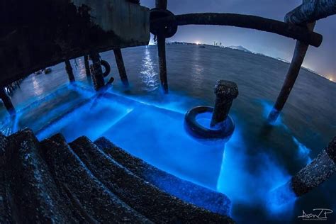 ไปชมแพลงตอนเรืองแสง ทะเลบางแสน จ ชลบุรี