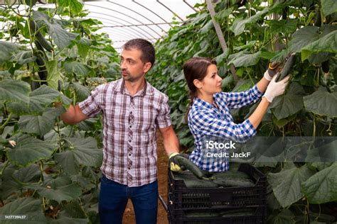 유리 집에서 오이작물을 따기 하는 남성과 여성 농장 노동자 30 34세에 대한 스톡 사진 및 기타 이미지 30 34세 35 39세 계절 Istock