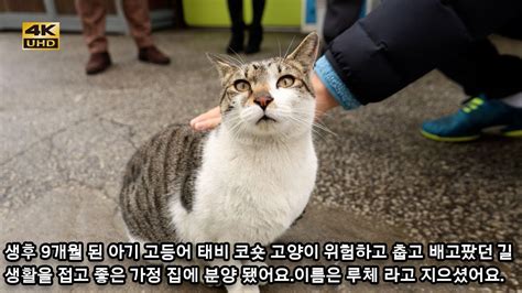로드킬 때문에 위험하고 춥고 배고팠던 길 생활을 접고 좋은 가정 집에 분양 된 고등어 태비 코숏 고양이생후9개월 수컷 루체 이야기 Youtube
