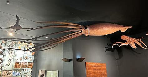 Giant Squid Architeuthis Dux Replica At The Amnh Album On Imgur