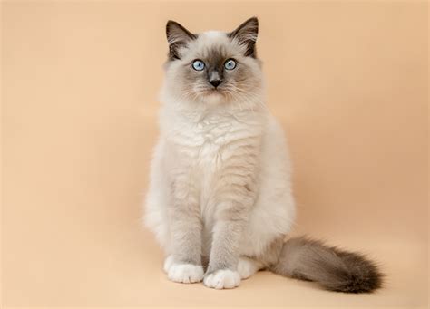 10 Fluffy Cat Breeds Purewow