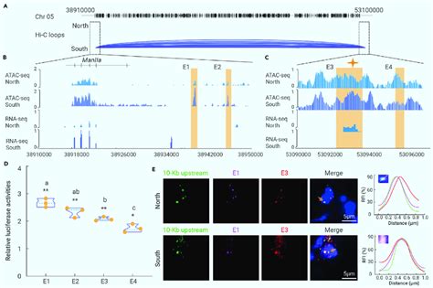 Chromatin Interactions Accessibility And Transcription Associated Download Scientific Diagram