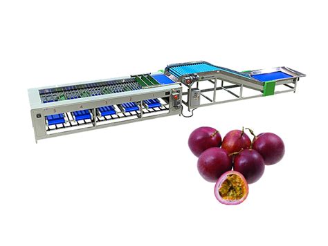 professional passion fruit sorting grading sizing classification