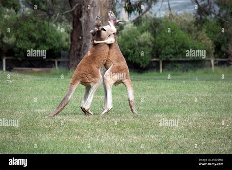 The Two Male Kangaroos Are Fighting Over Who Will End Up Mating With The Females The Male