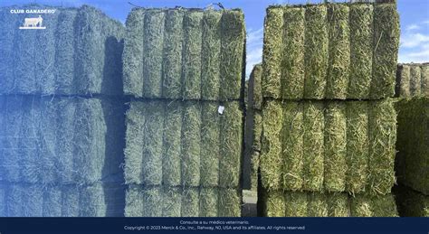 Conservación De Forrajes ¿qué Es El Heno Y Cómo Elaborarlo