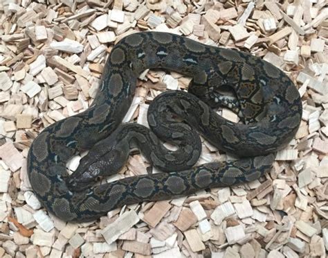 Reticulated Pythons For Sale Buy A Reticulated Python Marp Centre