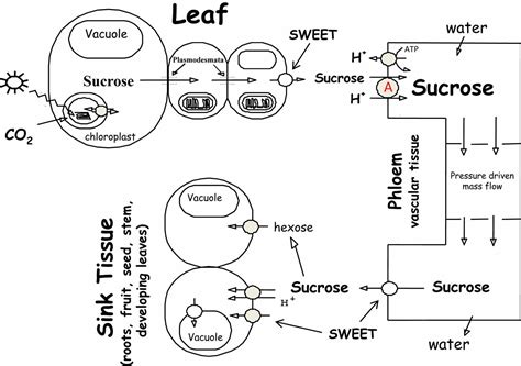 Identifying The Pathways That Control Resource Allocation In Higher