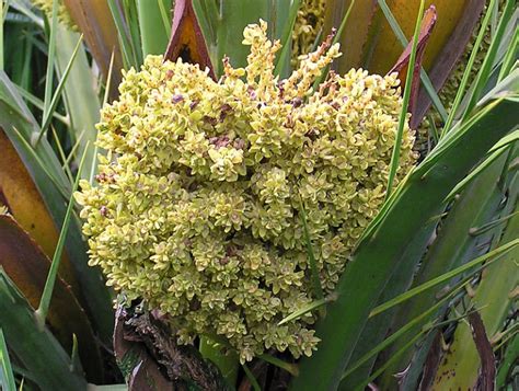 ดอกอินทผาลัม เกษตรตำบล ศูนย์รวมข้อมูลเกษตร พันธุ์ไม้ เมล็ดพันธุ์ ปุ๋ย เกษตรธรรมชาติ อัพเดด